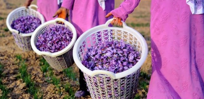 SAFRAN ÇİÇEĞİ HASADI / SAFRANBOLU / YÖRÜKKÖY TURU